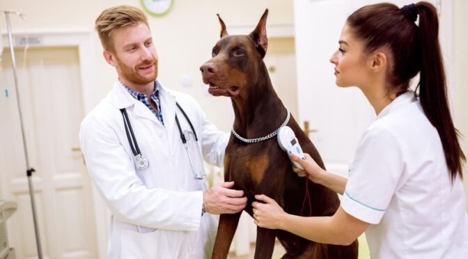 Comment se reconvertir vers le métier de vétérinaire - MaFormation