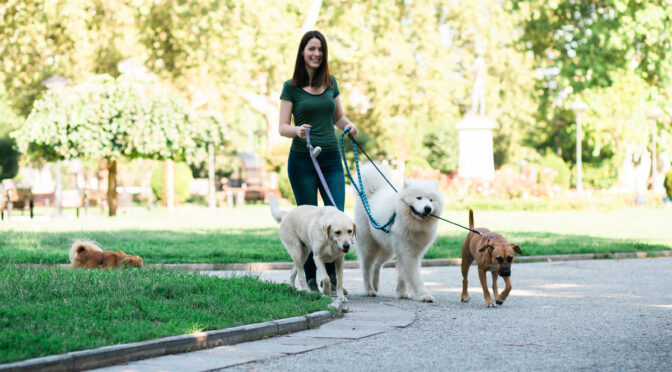 Comment devenir pet sitter - MaFormation