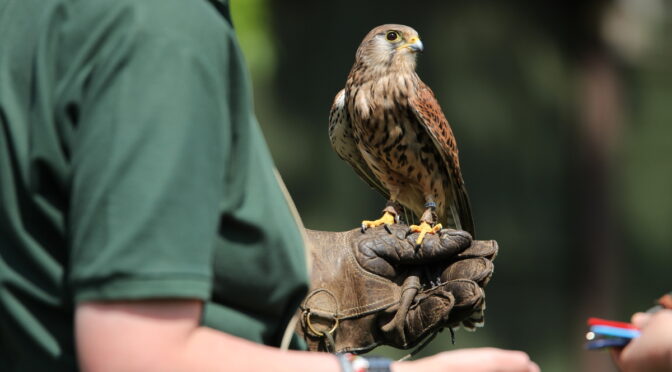 Comment devenir fauconnier - MaFormation