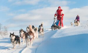 Comment devenir musher - MaFormation