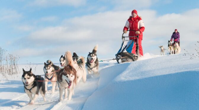 Comment devenir musher - MaFormation